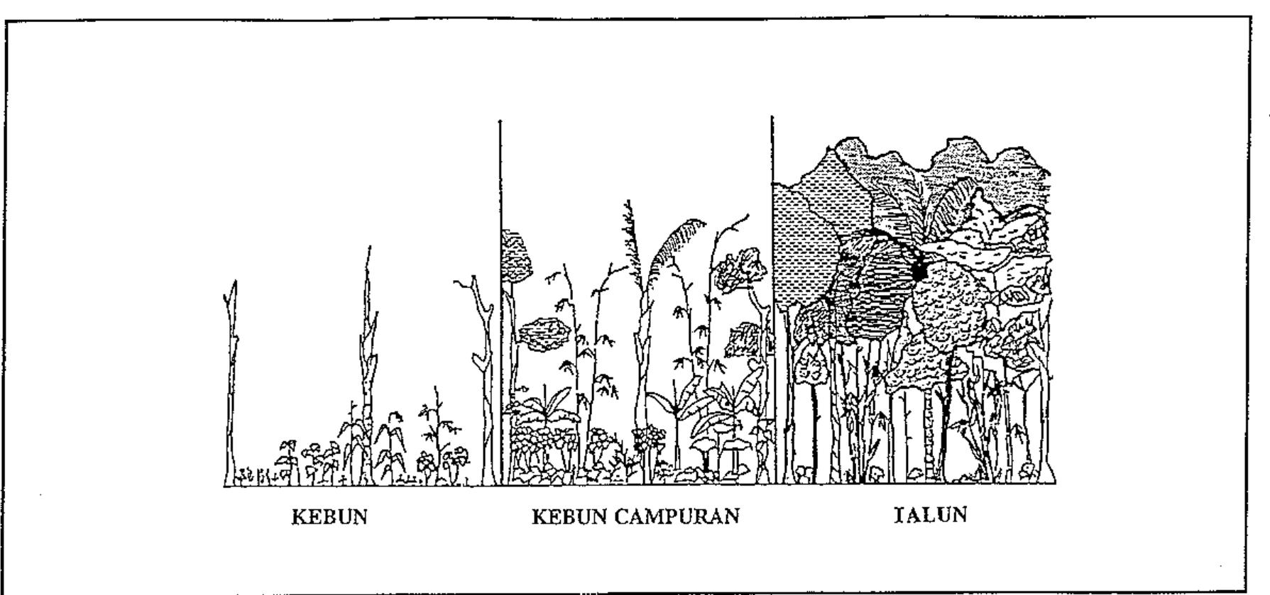 2 successional stages of the kebun-talun system (java