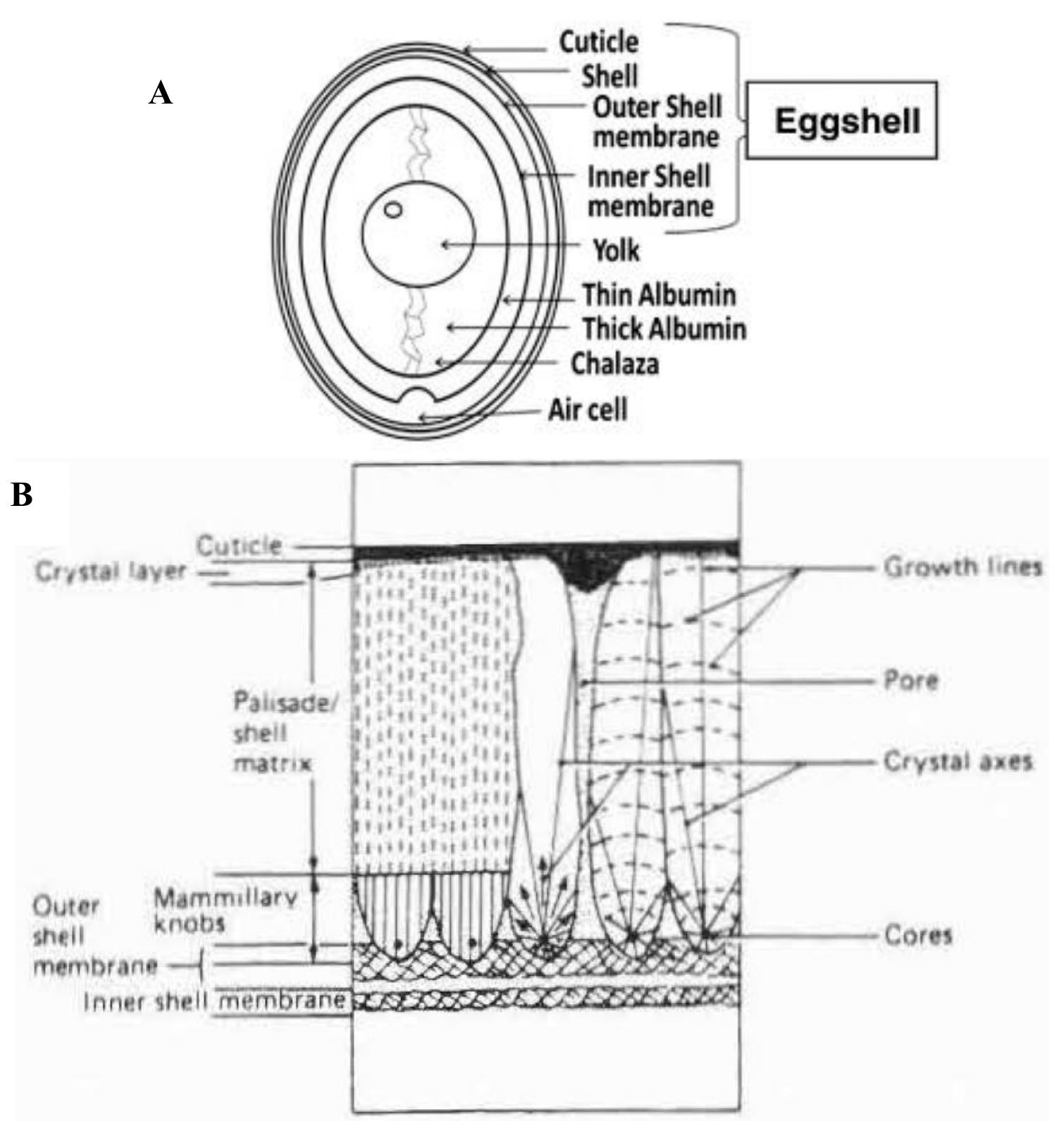 Schematic diagrams of a typical (a) whole egg and (b)