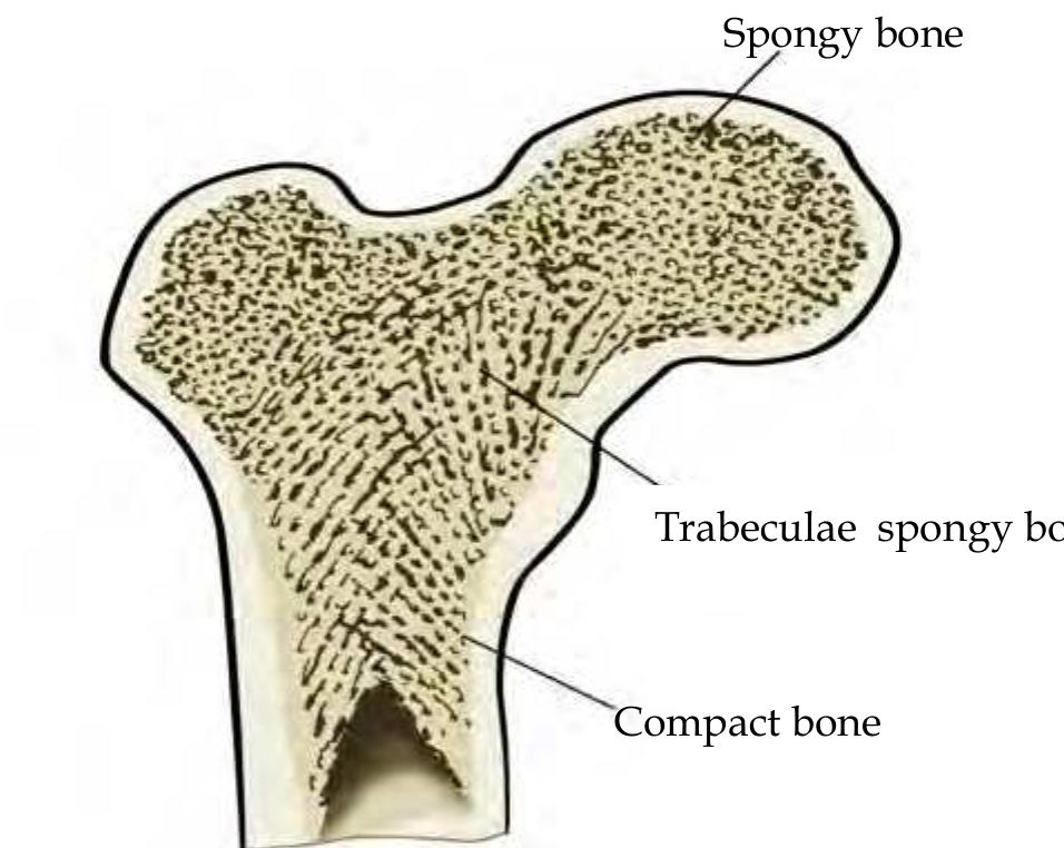 Figure 1 - from 4 Biomechanical Characteristics of the Bone