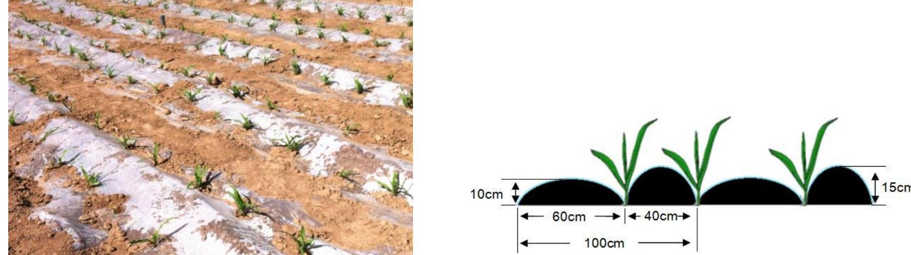 fig.2 - the photograph and sketch of the double ridges