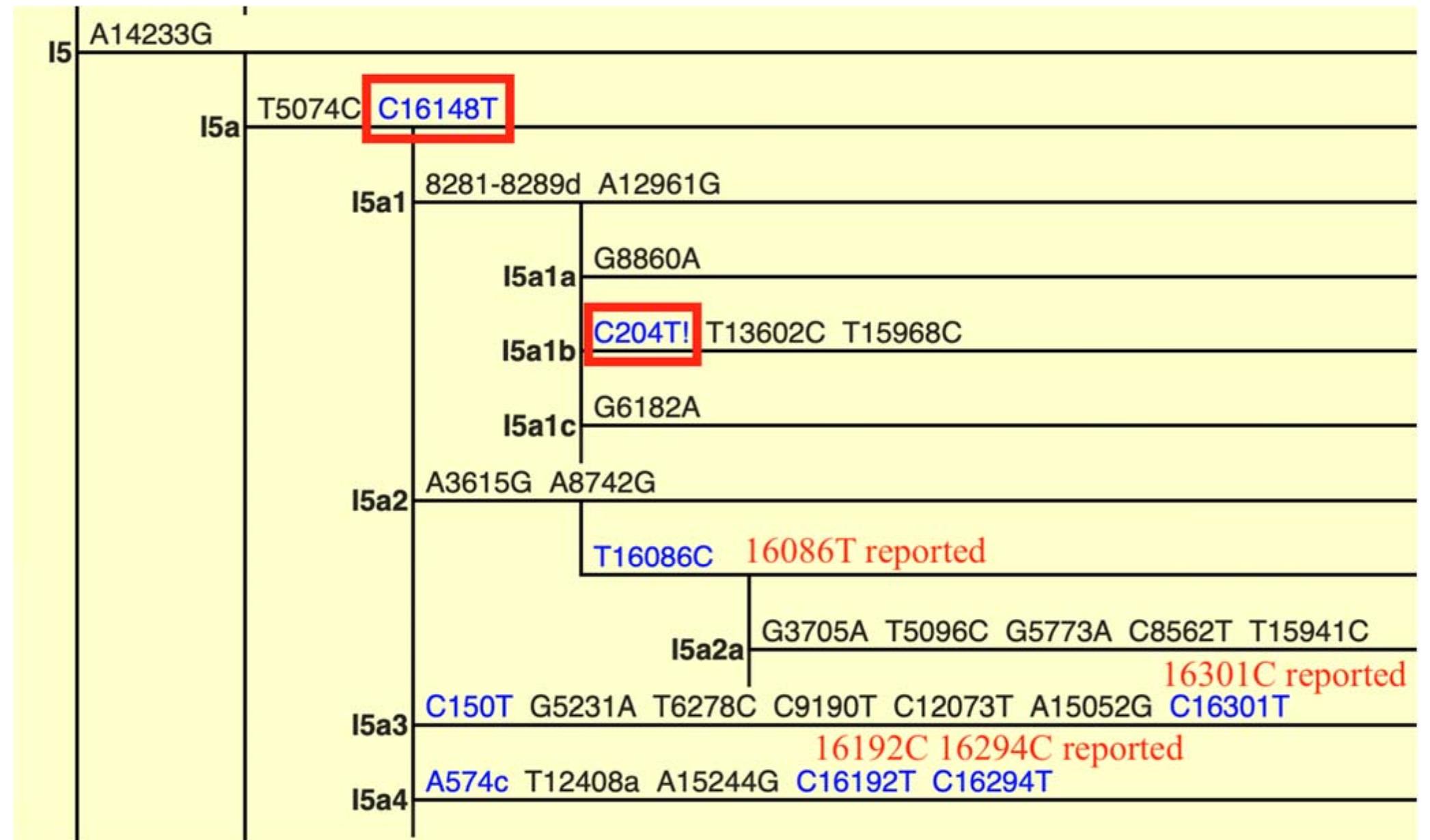 The reclassification of minoan sample m13 as mtdna