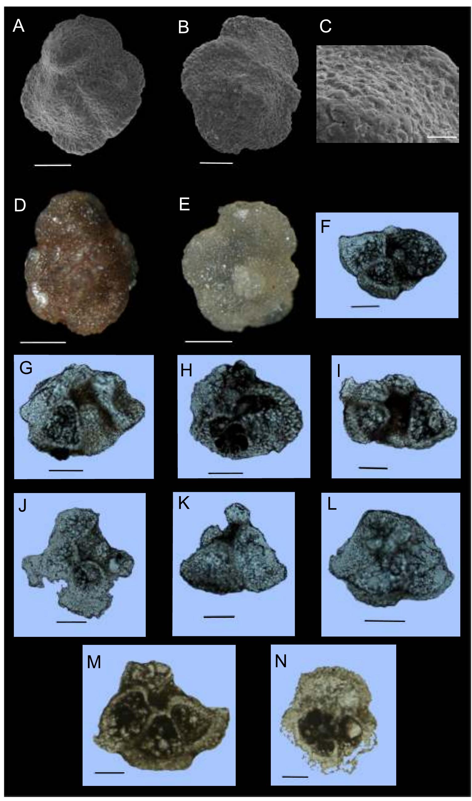 Figure 12 - Early Paleogene planktic foraminifera in