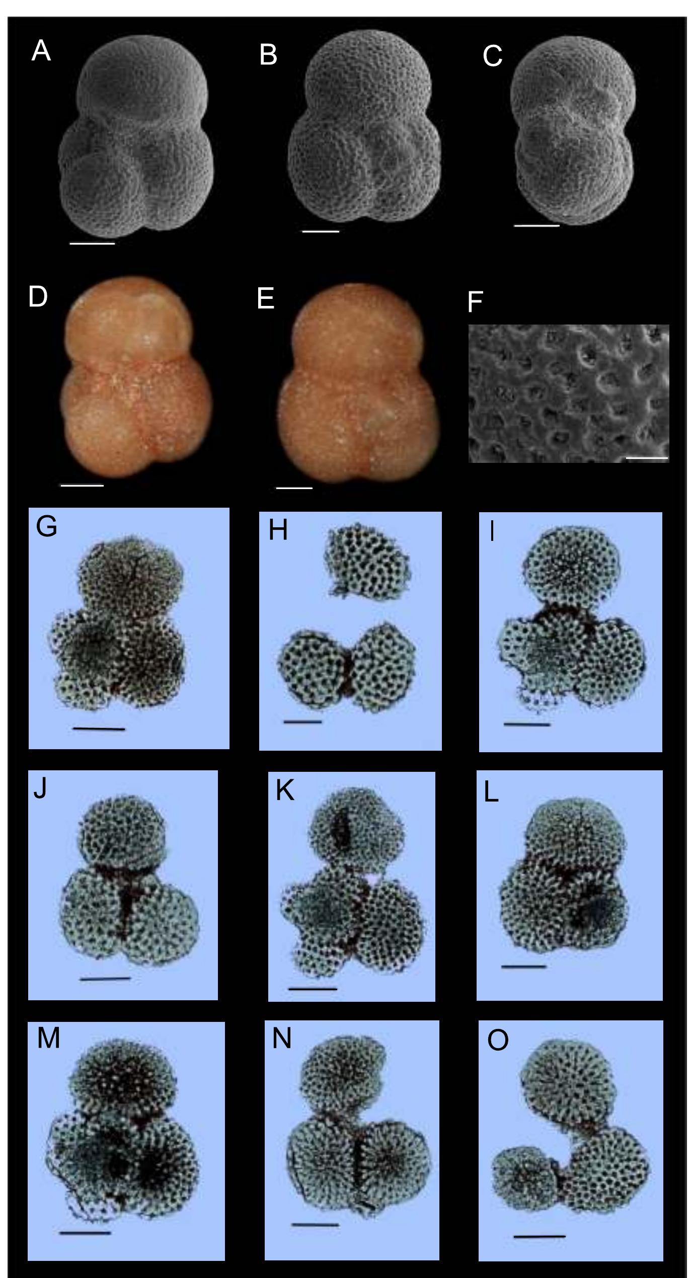 Figure 18 - Early Paleogene planktic foraminifera in