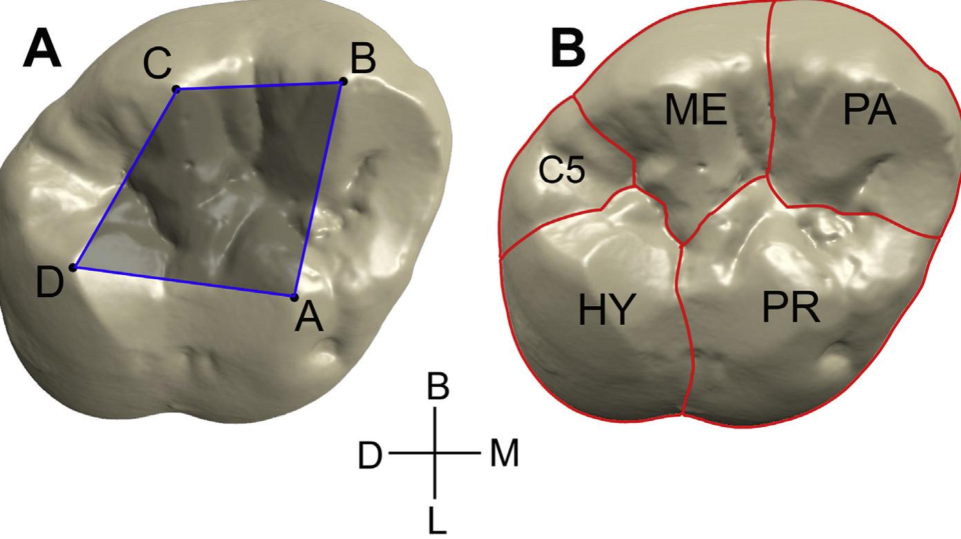 Occlusal projections of pes-3 showing: a) the occlusal