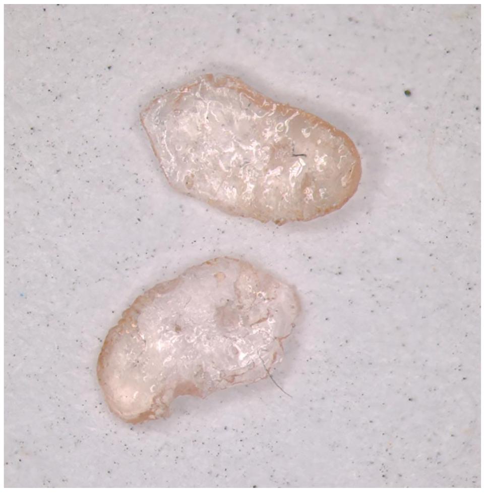 Wax scales viewed under a dissection scope. photo: waters t.