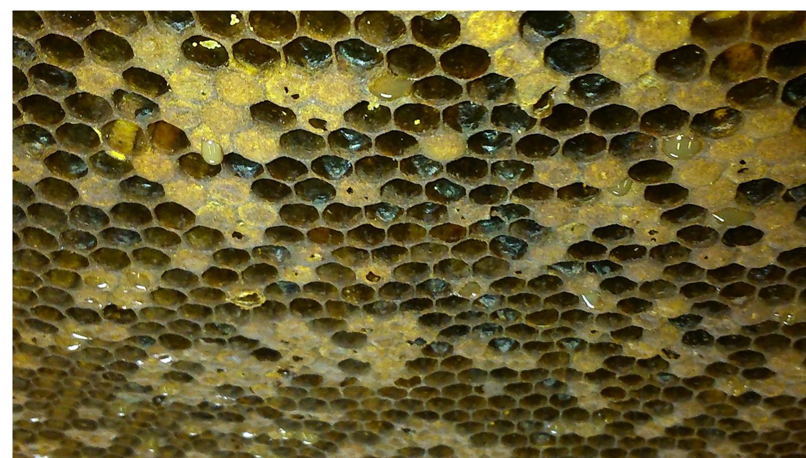 Comb with typical signs of afb: dark scales adhering to the