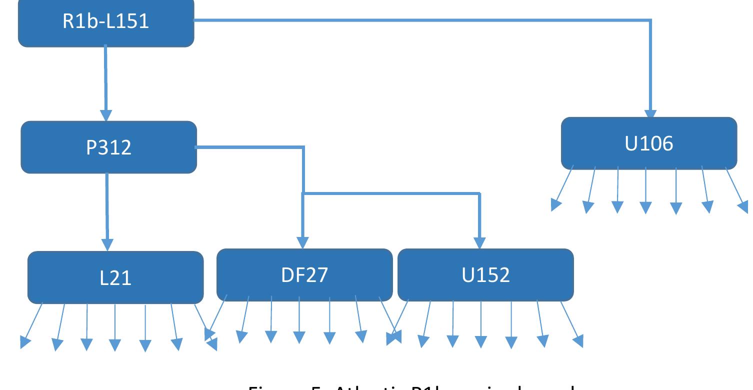 (PDF) The phylogenealogy of R-L21: four and a half millennia of ...