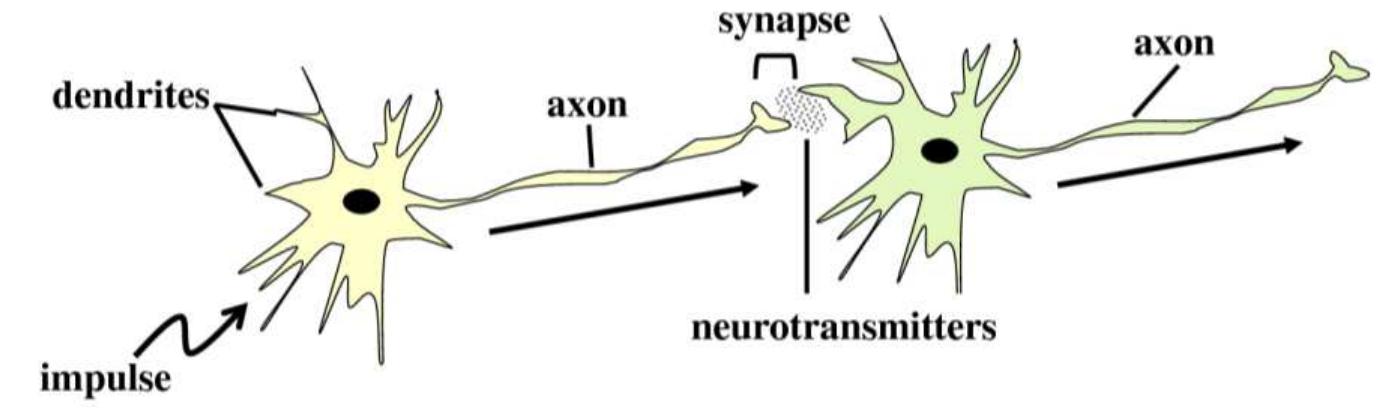 Two neurons side by side showing the path of an action