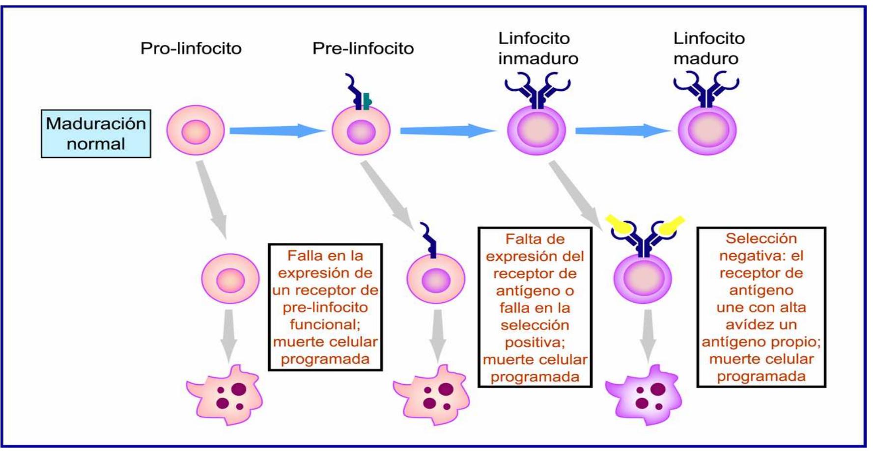 Ura 1: maduracion linfocitos t y seleccion timica