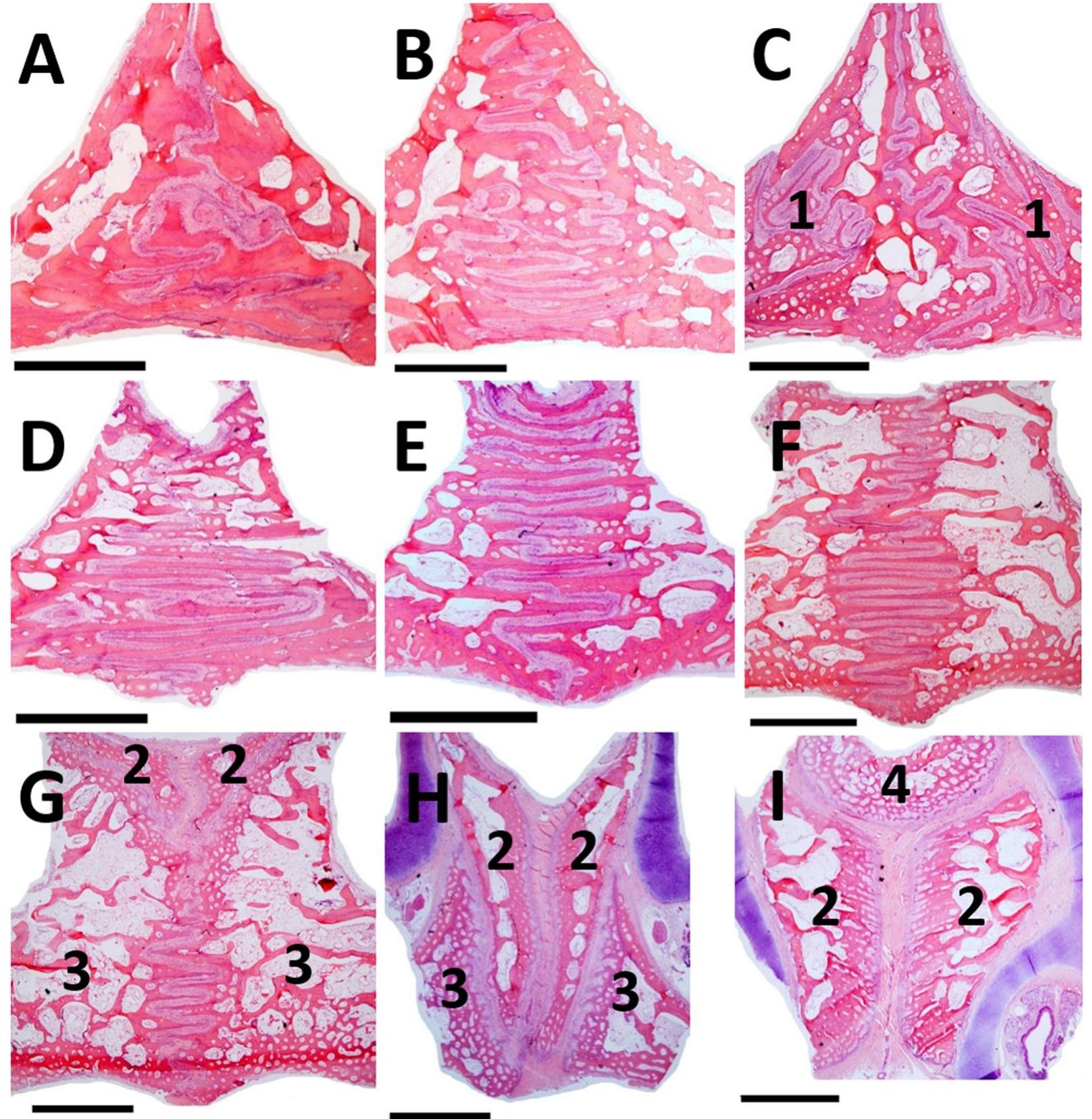 Histological images of the midpalatal suture