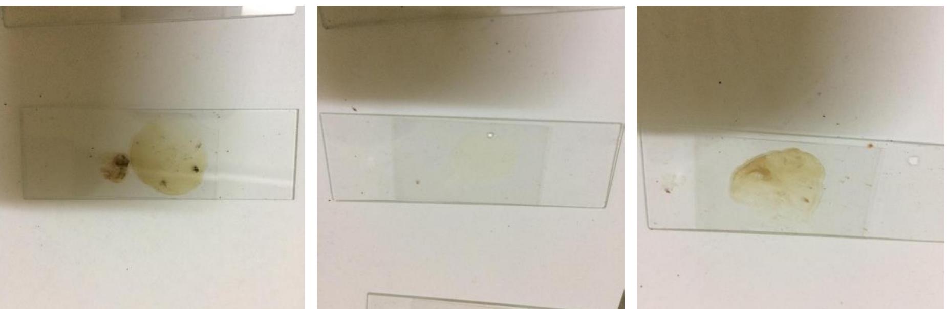 Gut content of (from left to right) tilapia, milkfish and