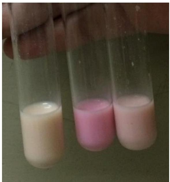 Figure 9 - Fish Digestive System, Feeding Behavior and