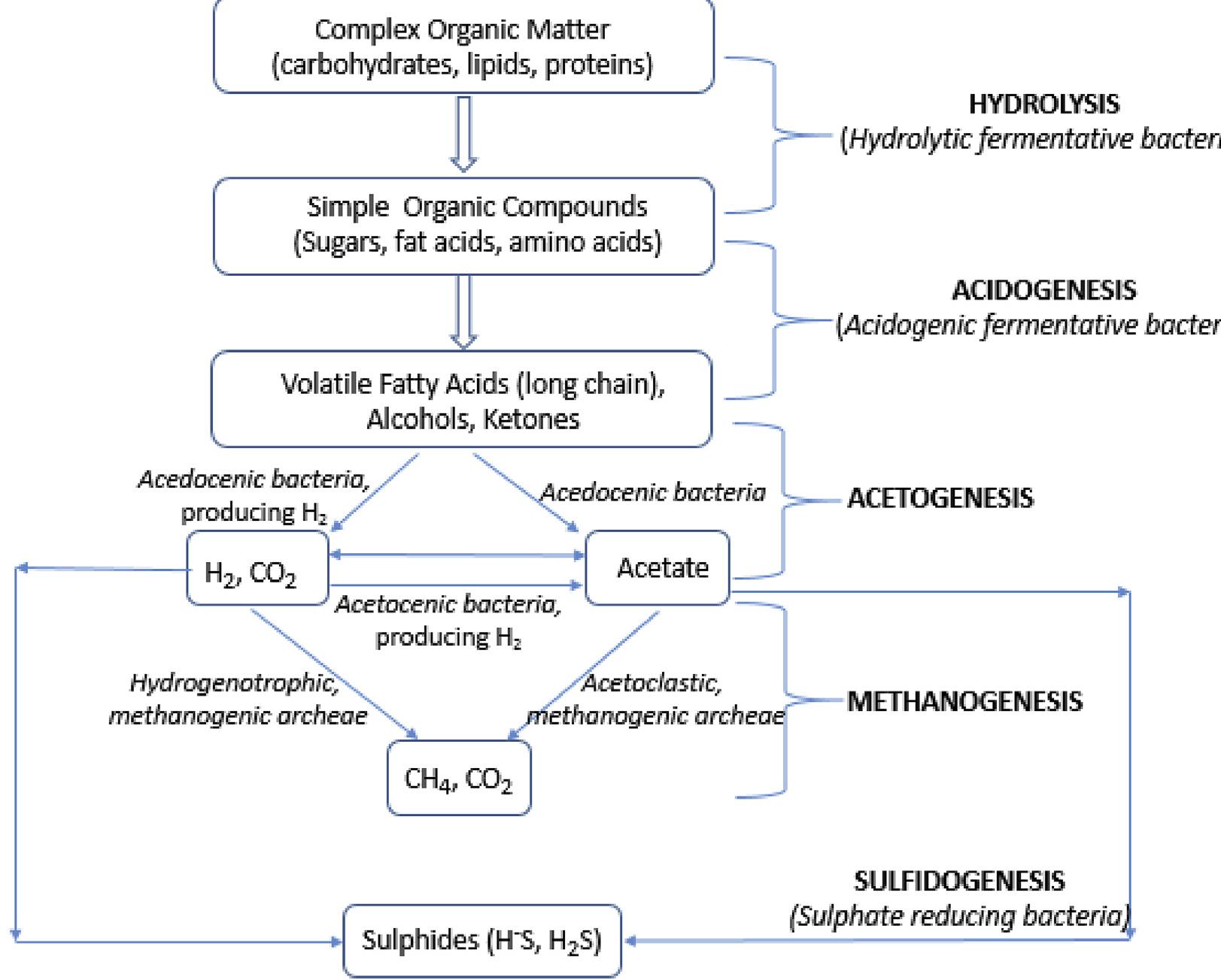 Stages of anaerobic digestion process with the involved