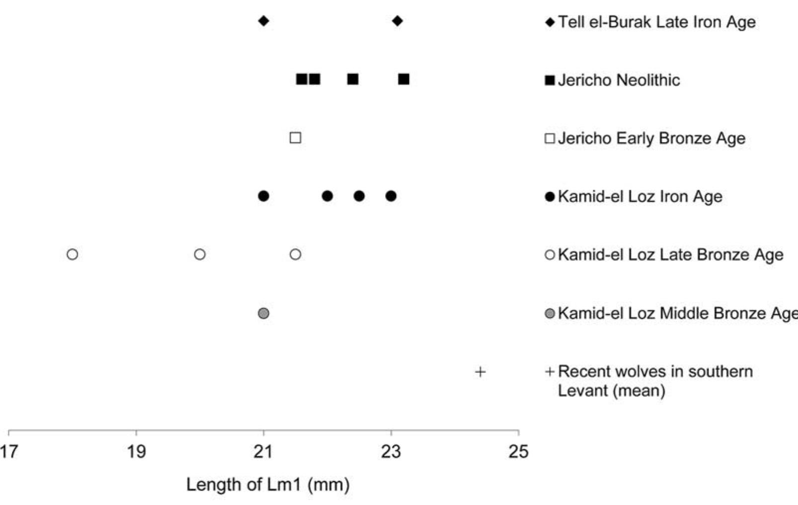Comparison of mandibular first molar lengths (lm1) between