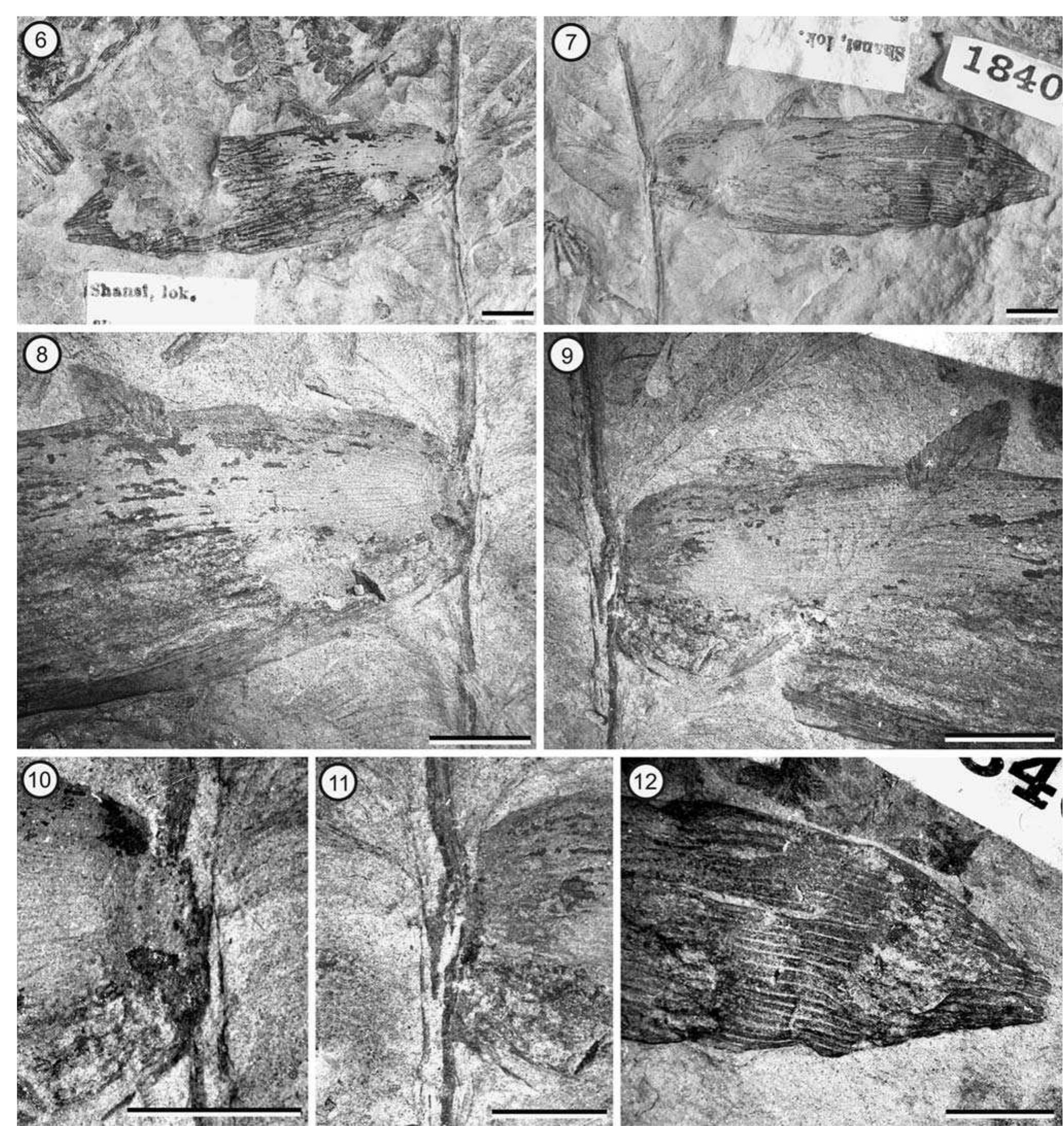 Organ and the deflection of the rachis. fig. 11 enlargement