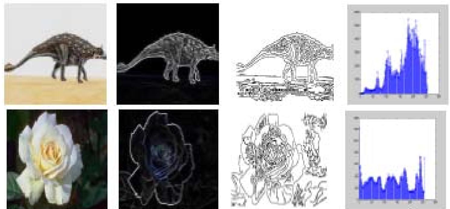 Contour extraction and histograms examples: from real