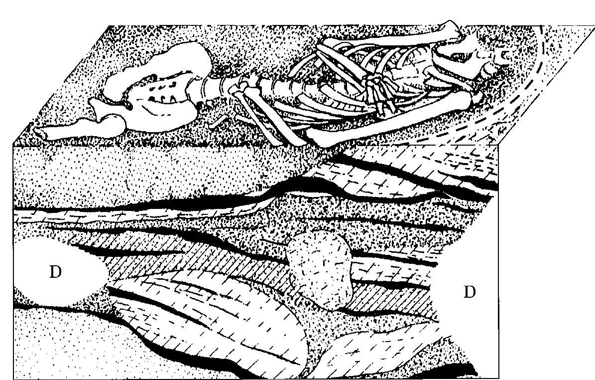 Kebara cave. stratigraphic profile showing position of