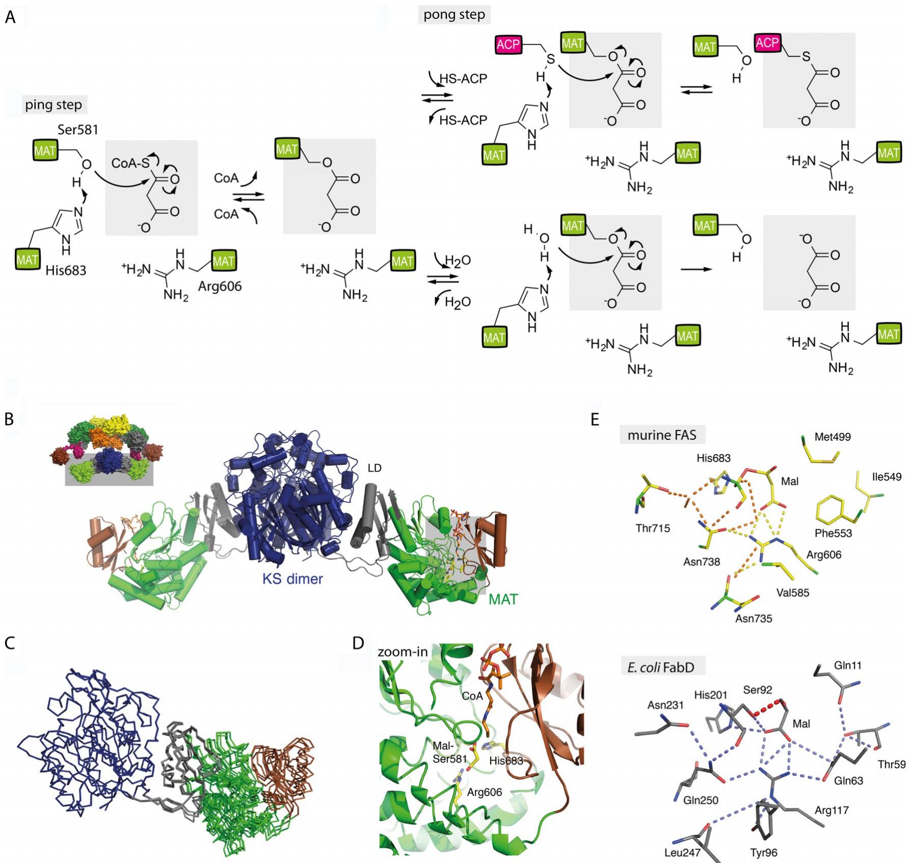 At mechanism and structure. a) mechanistic pathway for