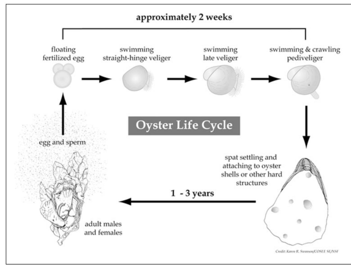 (PDF) Making nature into infrastructure: The construction of oysters as ...