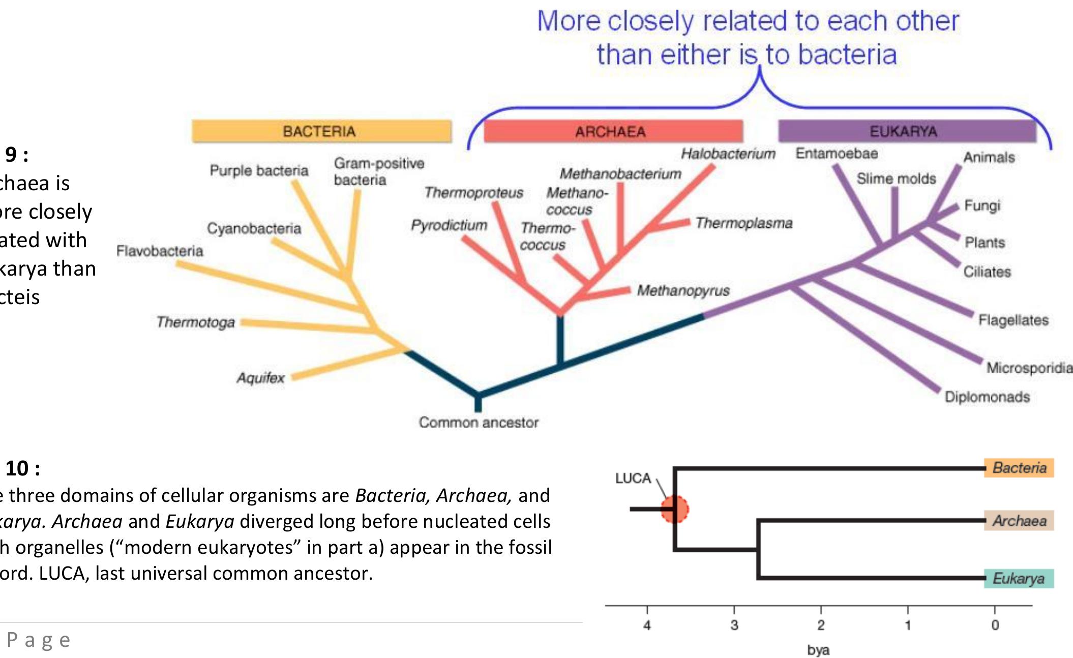 Figure 12 - Archaea Morphology, Physiology ,Biochemistry and
