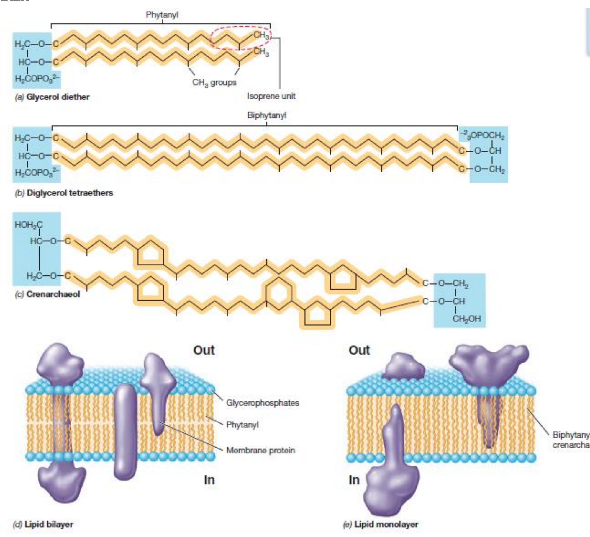 Major lipids of archaea and the architecture of archaeal