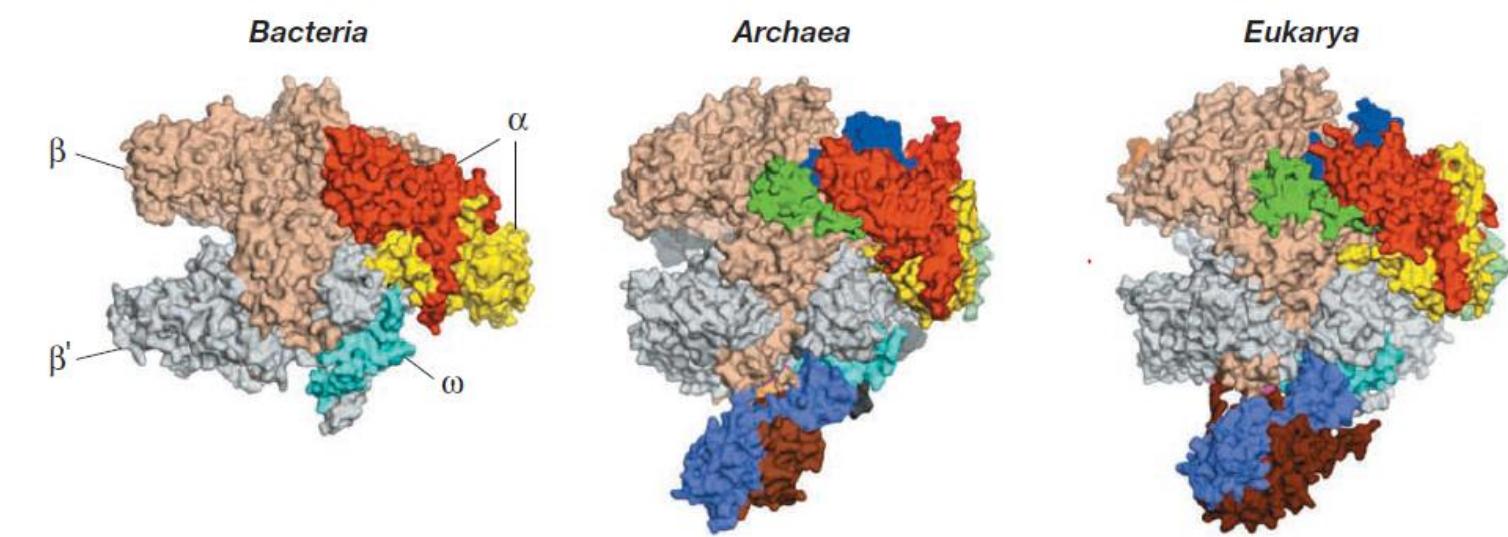 Structure of bacterial, archaeal and eukaryotic rna