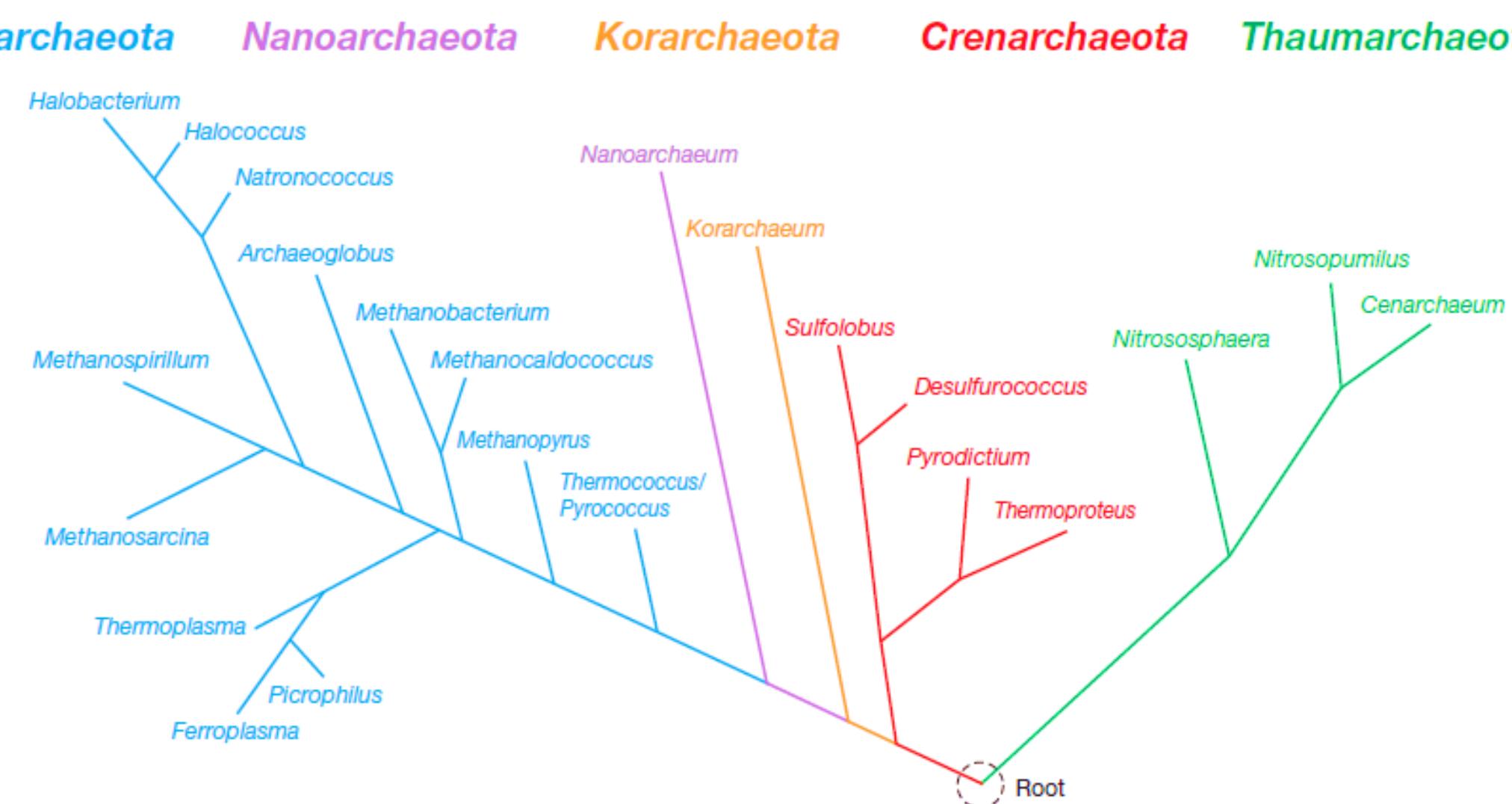 Detailed phylogenetic tree of the archaea based on