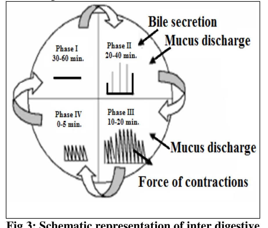Into four phases. inter digestive motility pattern shown