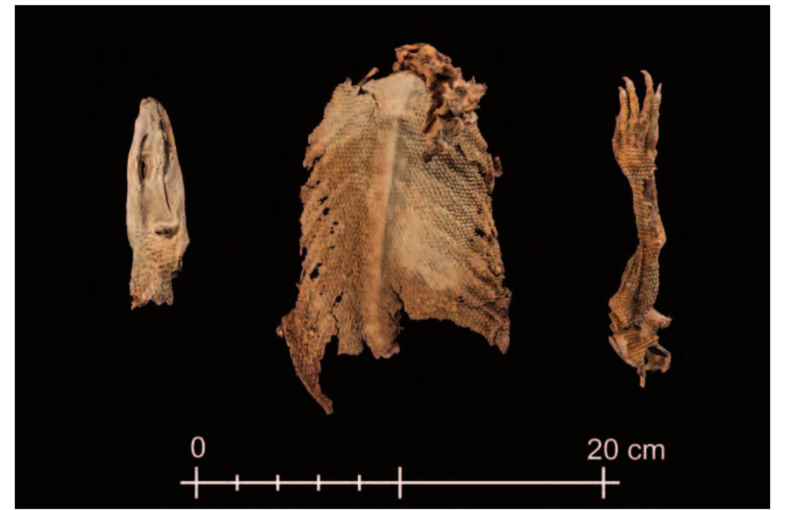 (PDF) A new tomb of transitional type from Abusir South: mastaba of ...