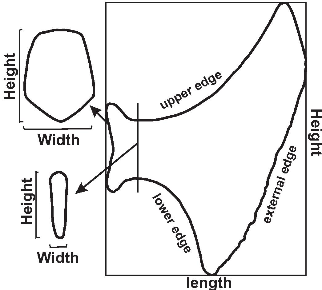 —schematic drawing of the calyx plate of monstrocrinus