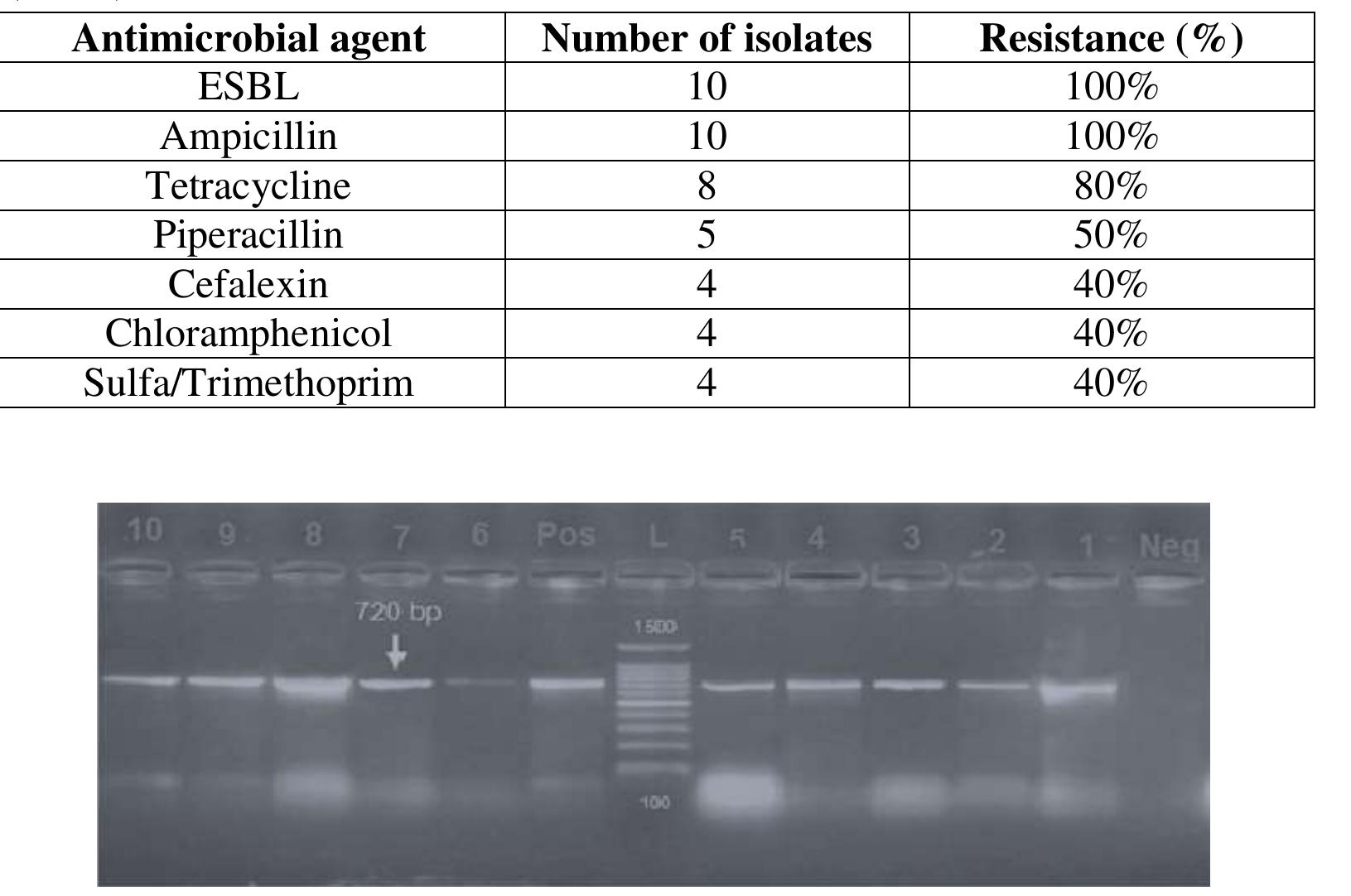 (1): agarose gel electrophoresis of amplified phoa gene pck