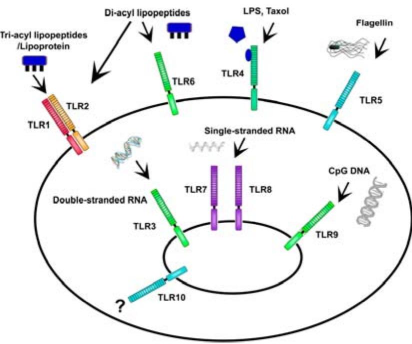 Tlrs location in the cell and their ligands innate immunity