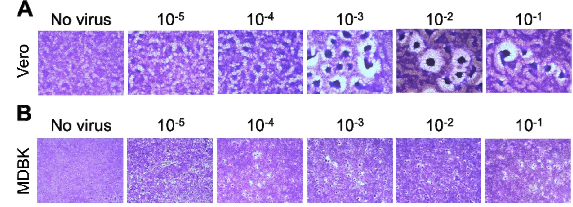 Plaque assay of sars-cov-2 in a. vero and b. mdbk cell lines