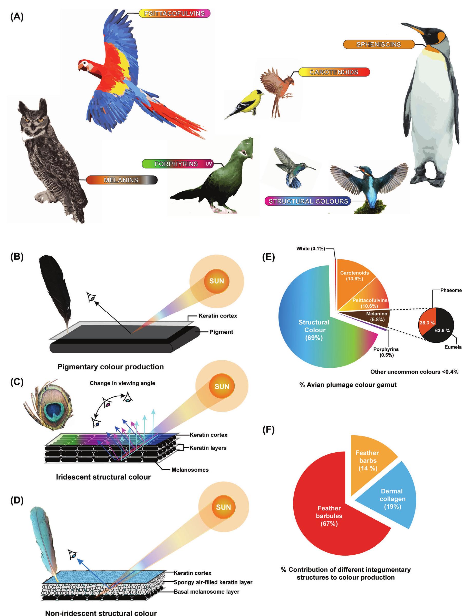 (a) different colour-production mechanisms in birds and the
