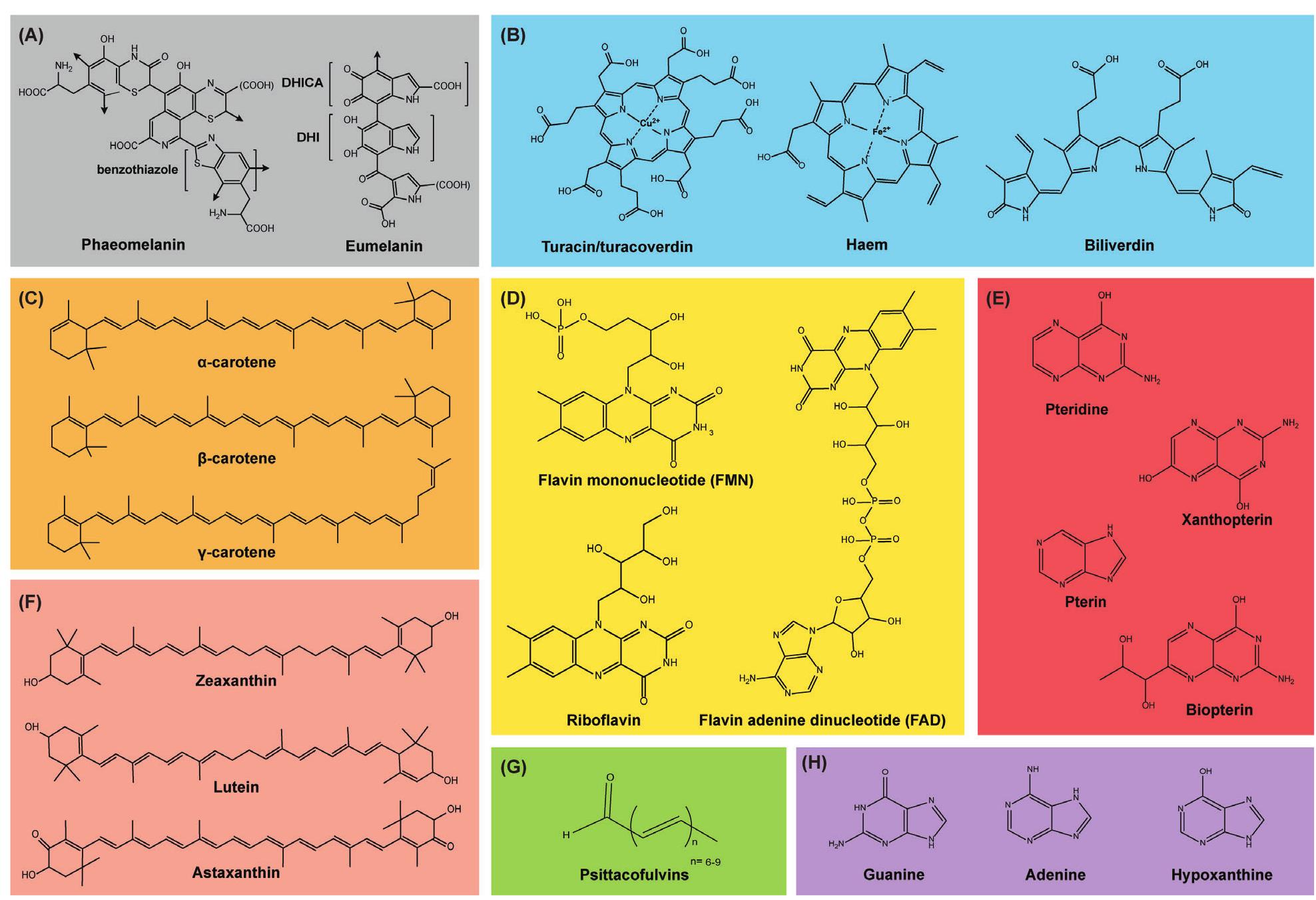 Molecular structures of some common examples of pigments in