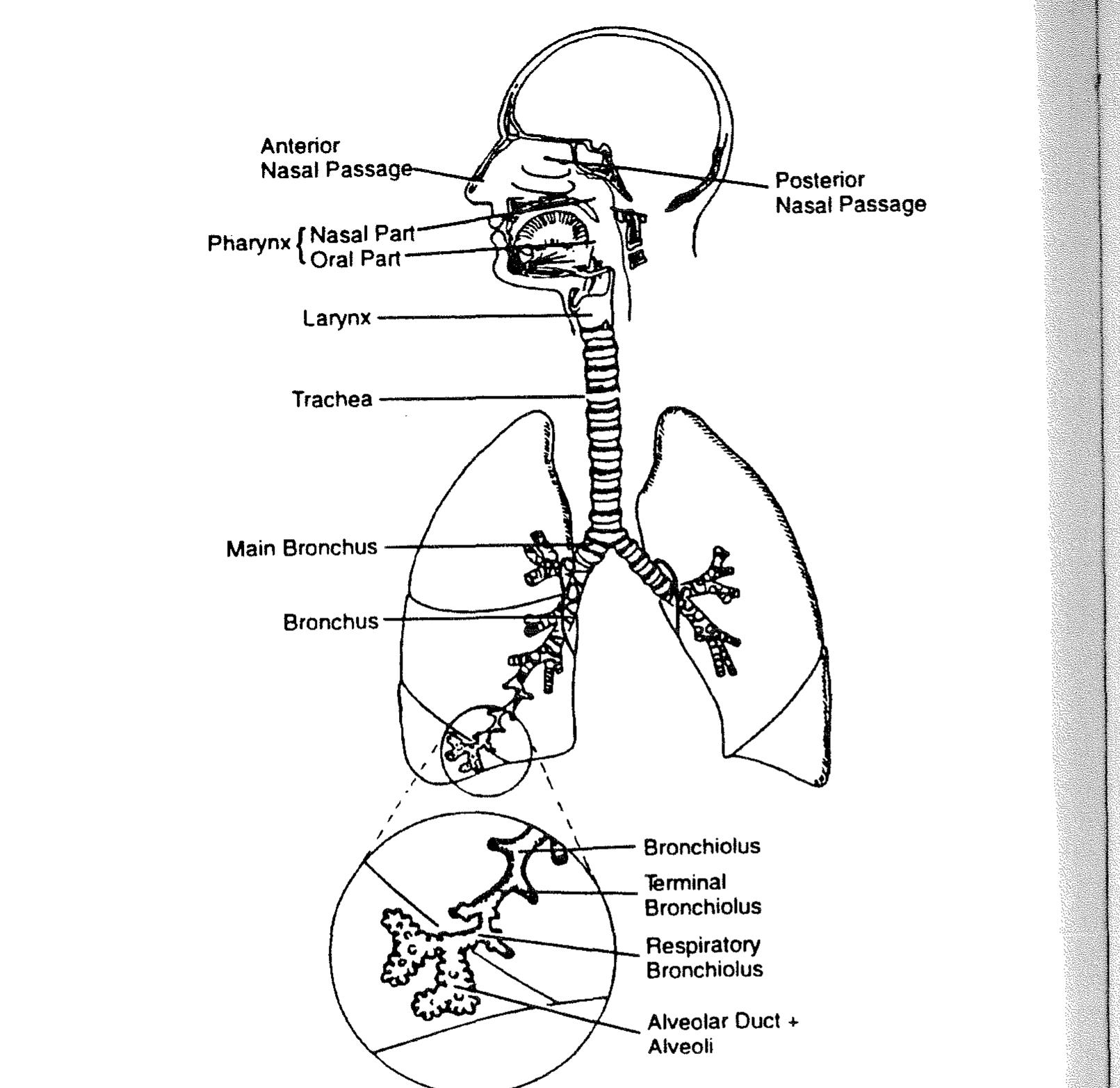 1 the respiratory system. adapted from international