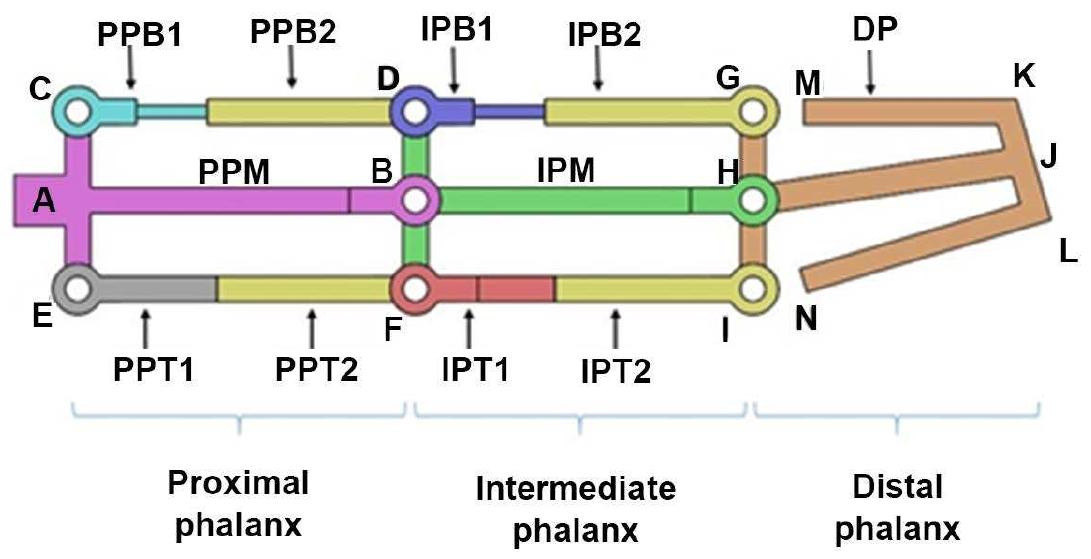 Links and joints of the linkage finger mechanism.