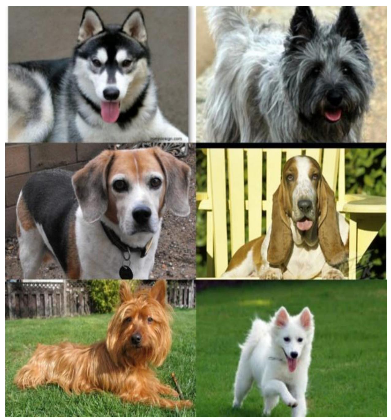 Sample images in dataset