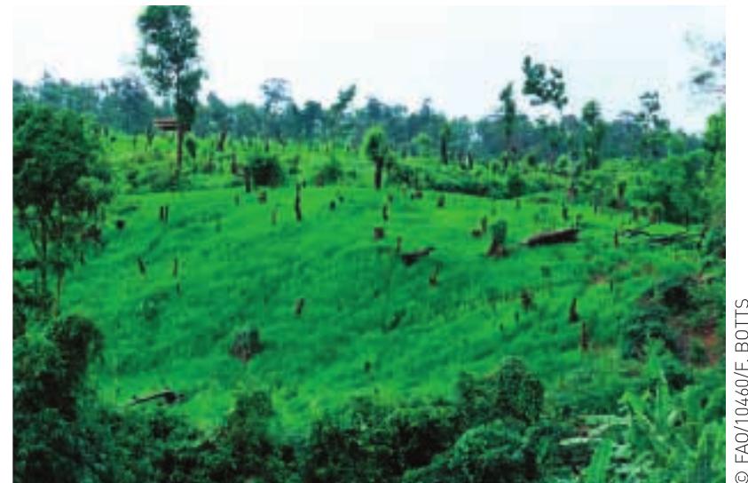 Example of deforestation and shifting cultivation on steep