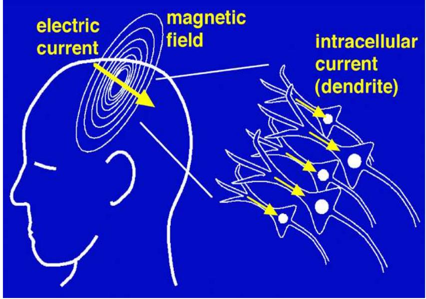 Origin of the brain’s magnetic field [7]. arrays of squids