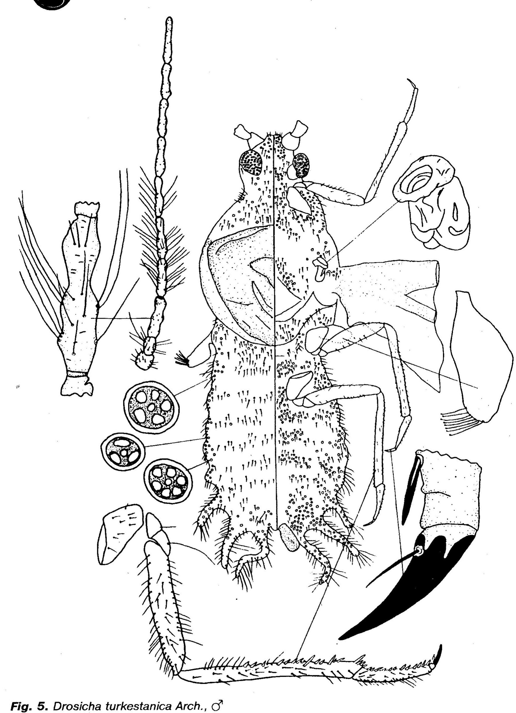 Figure 5 - Some little known and two new Palearctic species
