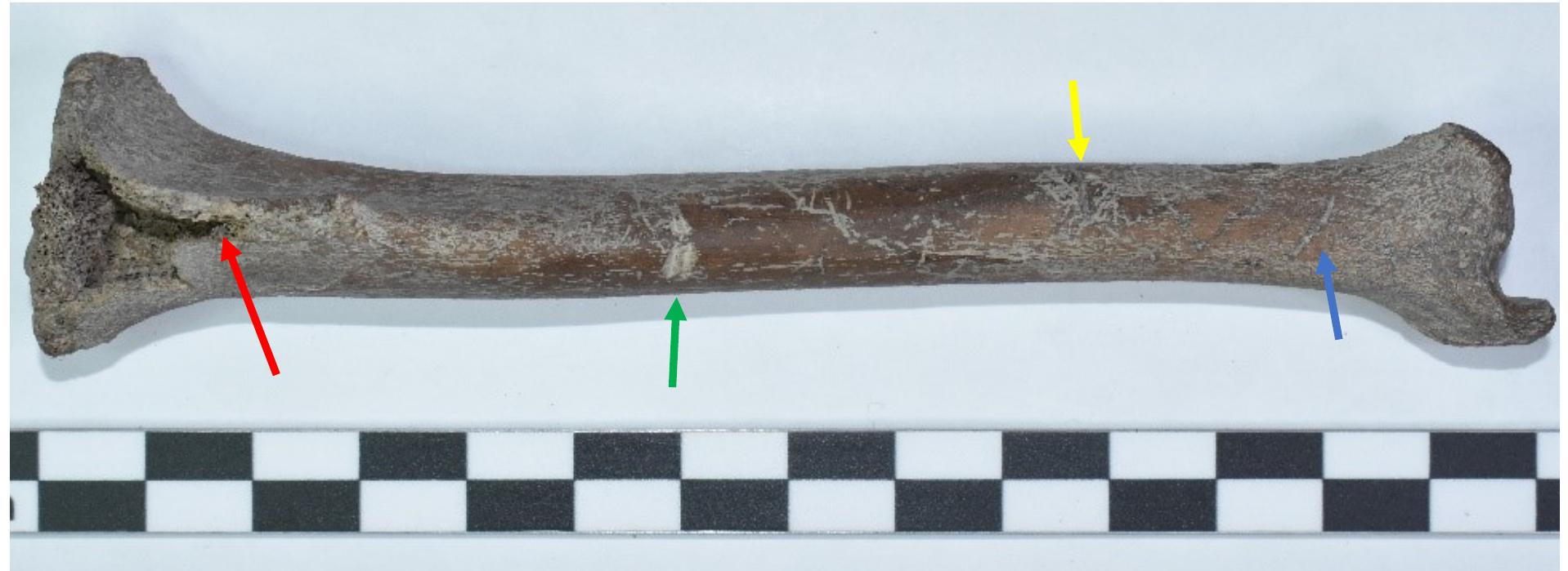 34 left tibia, anterior view, note the tibial crest was