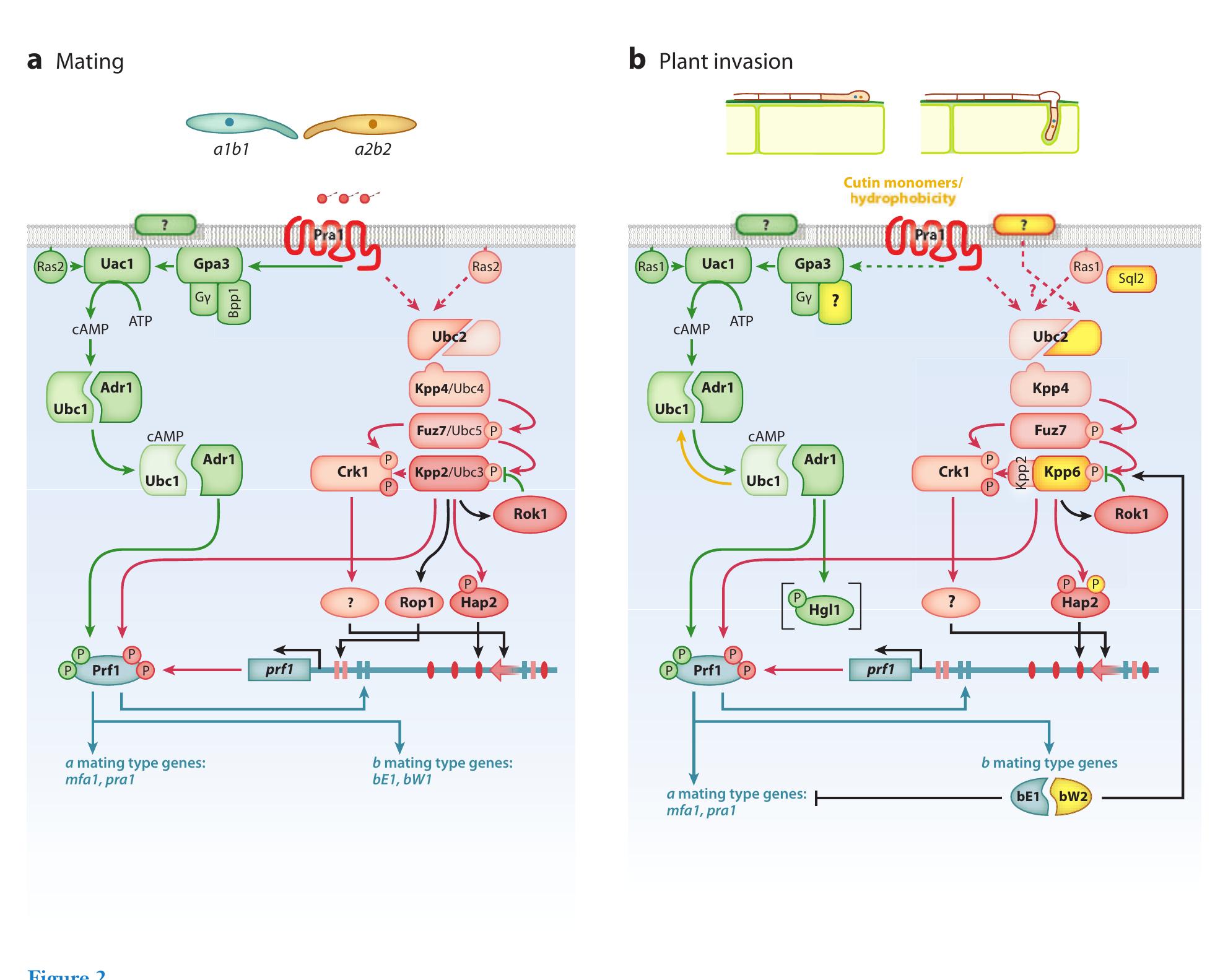 Camp and mapk signaling during mating and pathogenic