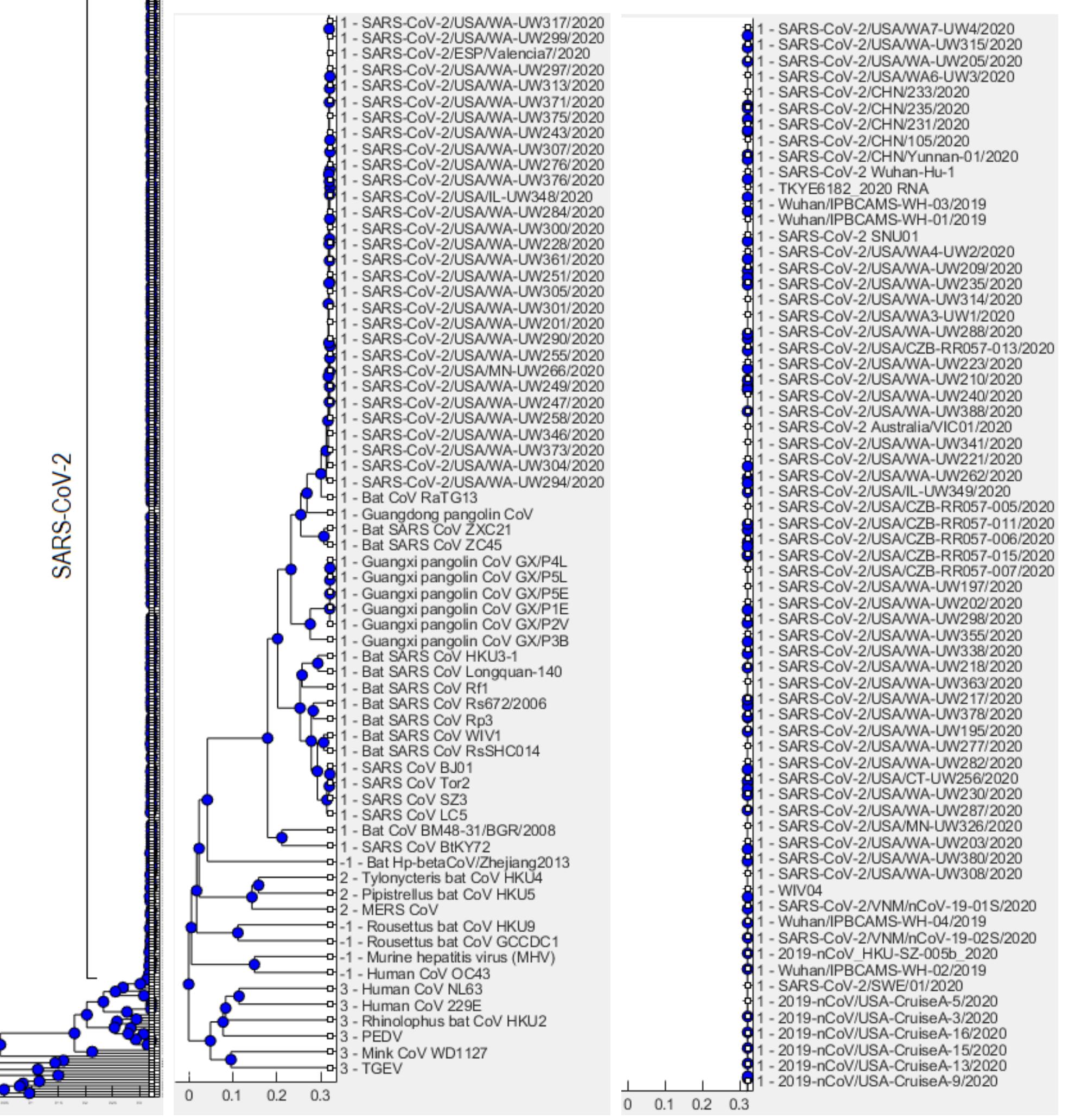 A phylogenetic tree using all 334 sars-cov-2 sequences