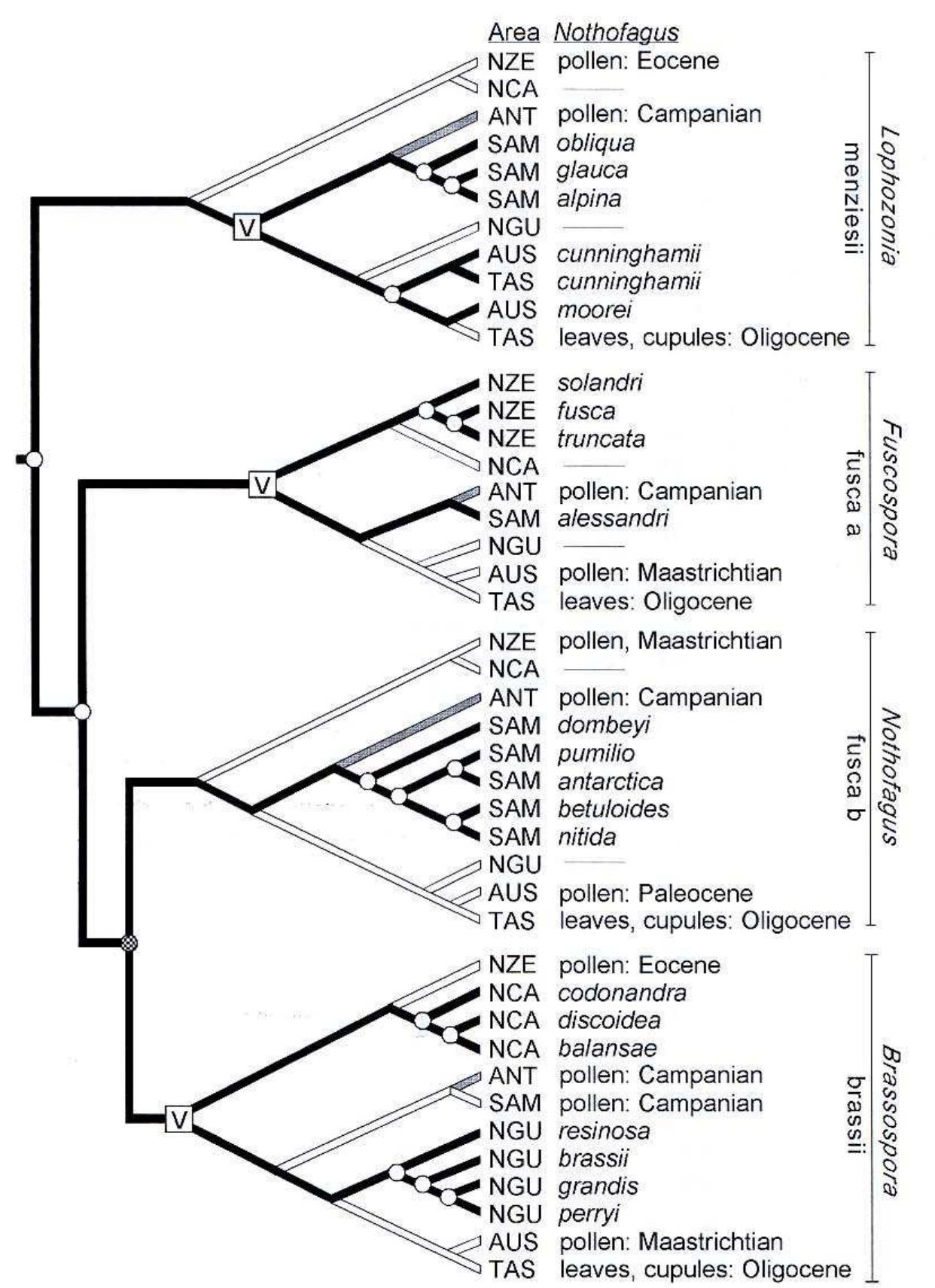 Figure 4 - Biogeography of Nothofagus supports the sequence