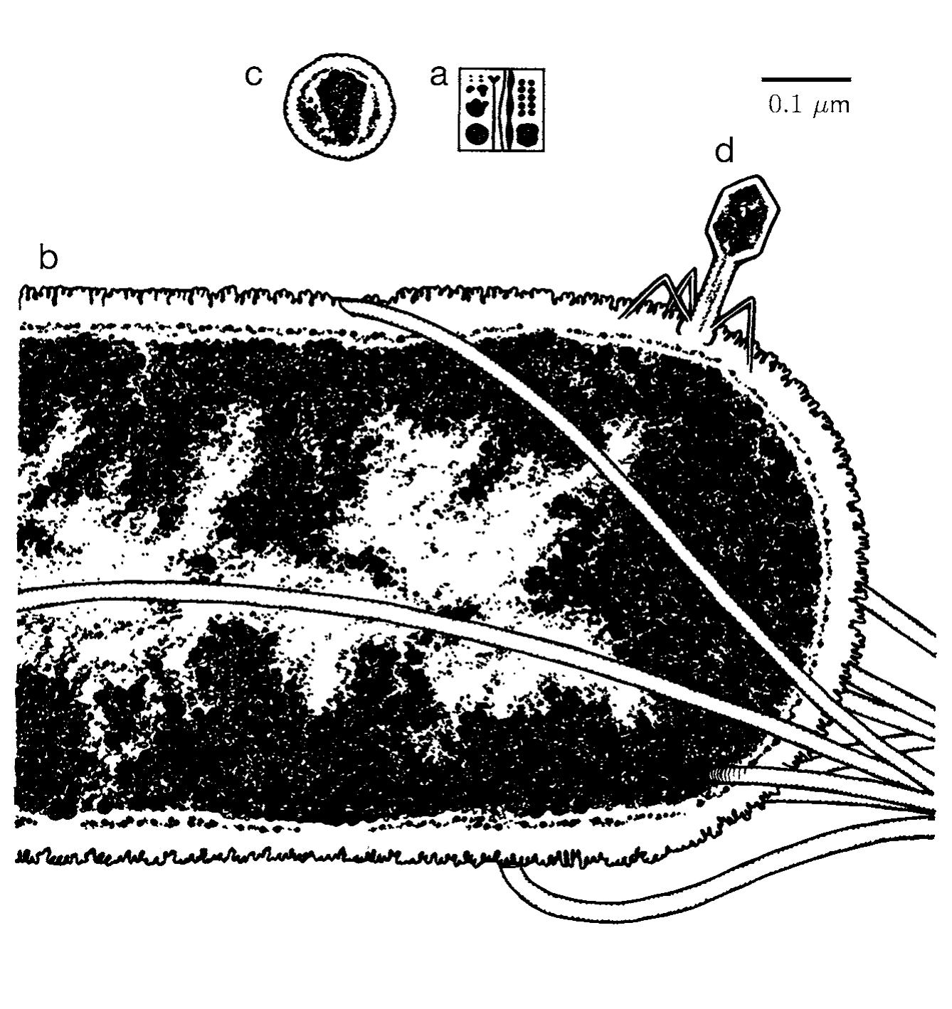 3: (drawing, based on electron microscopy.) relative sizes