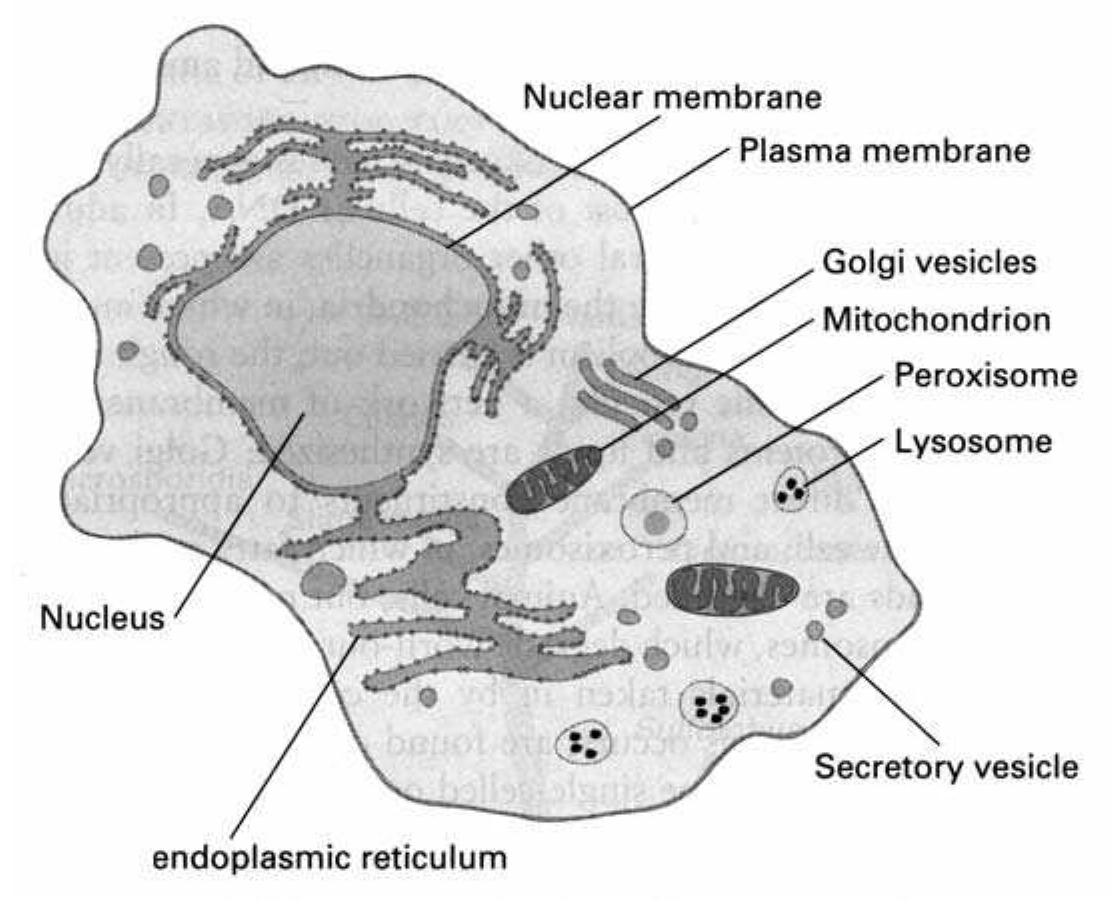 Figure 14 - from Biological Physics, Energy, Information,