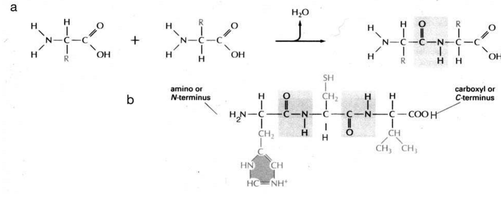 15: (molecular structure diagrams.) (a) formation of a
