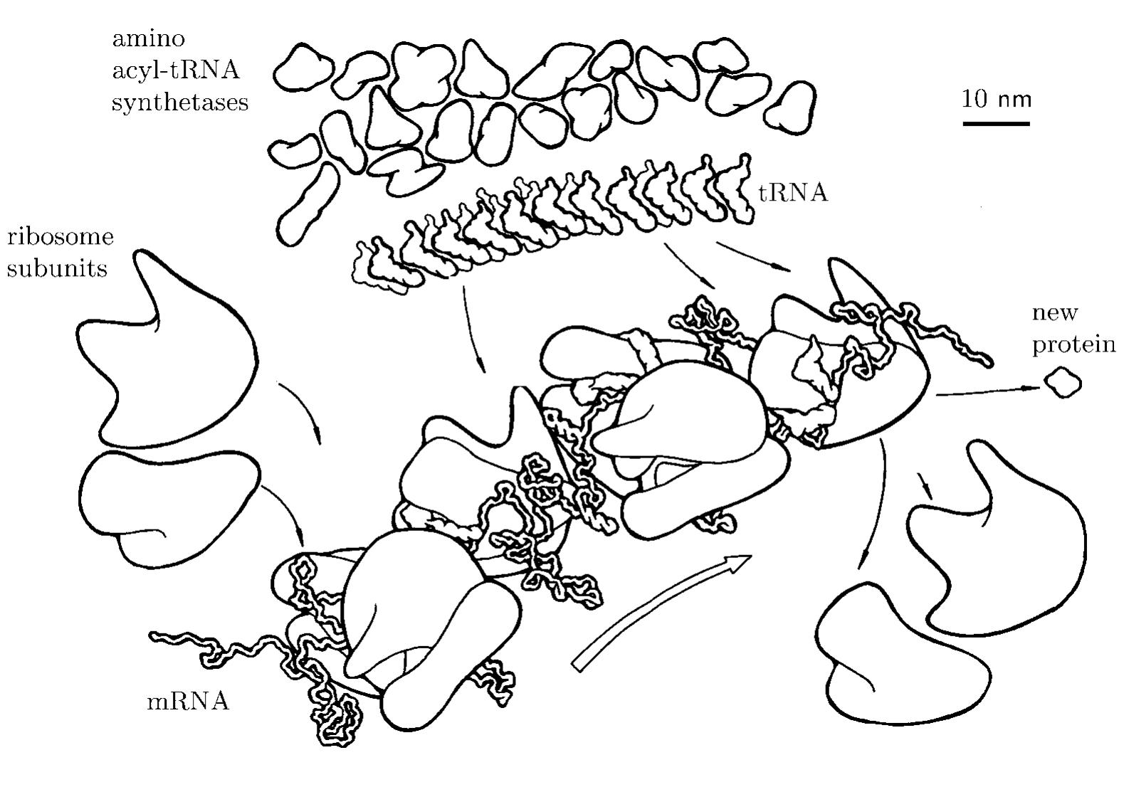 33: (drawing, based on structural data.) the information in