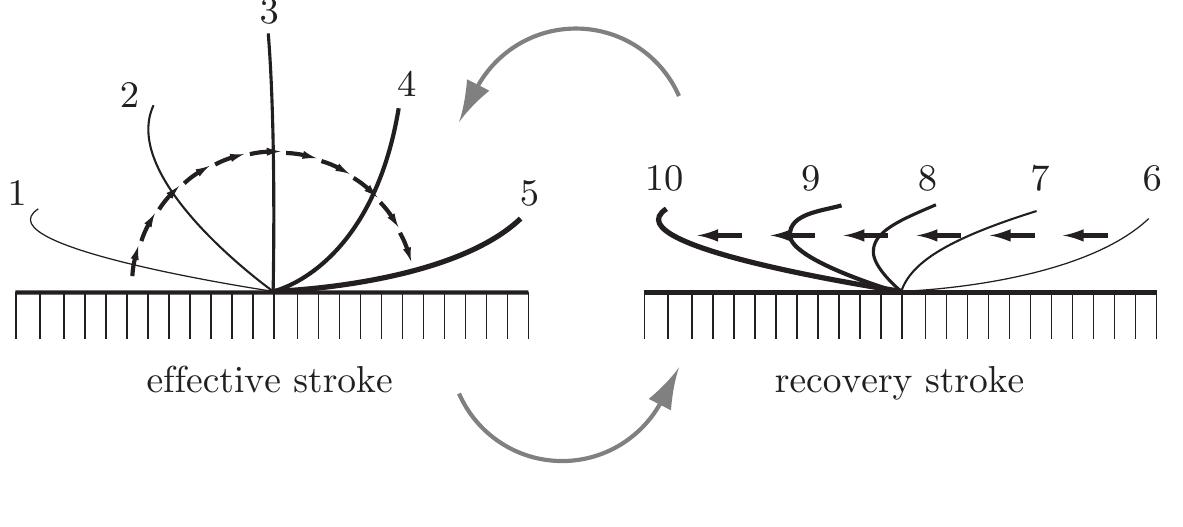 7: (schematic.) the ciliary cycle. the effective stroke